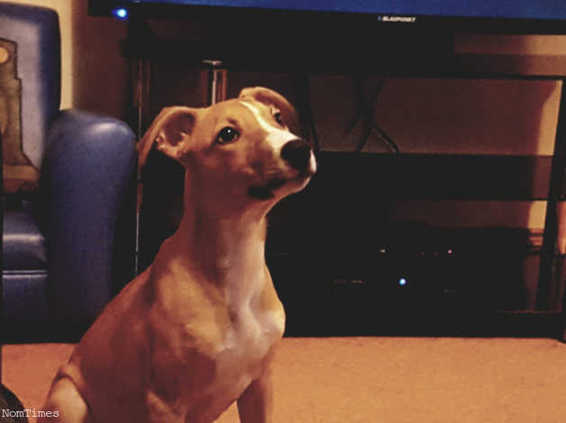 Bull x Wheaton Greyhound in Whitchurch (Stornoway, Western Isles ...