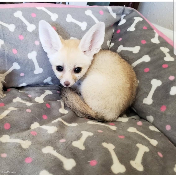 Good and Excellent Home Trained Fennec fox (Abbey Wood, London ...