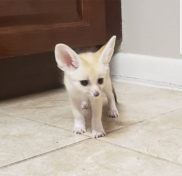 Good and Excellent Home Trained Fennec fox (Abbey Wood, London ...